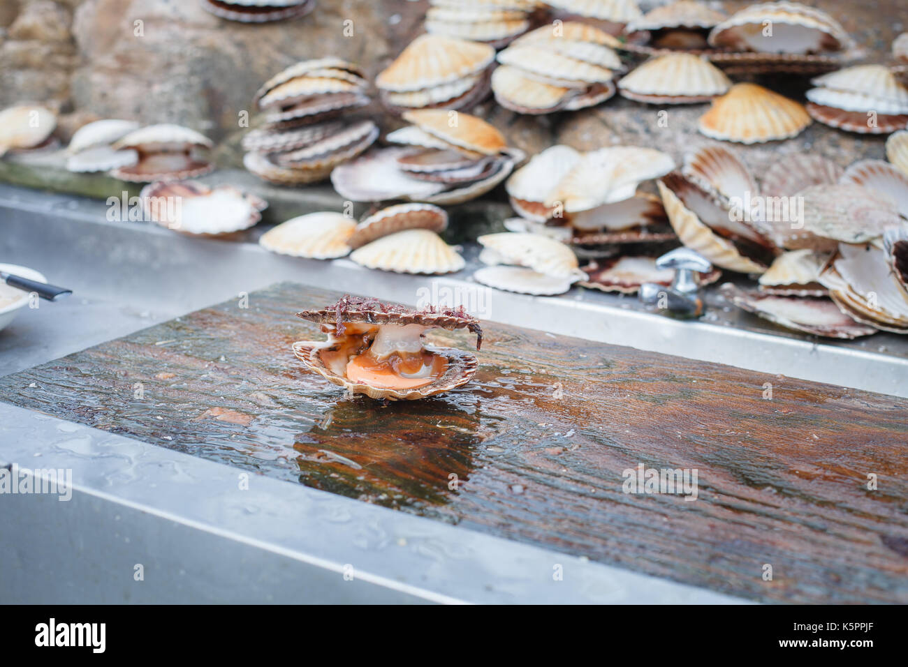 Mollusk sink hi-res stock photography and images - Alamy