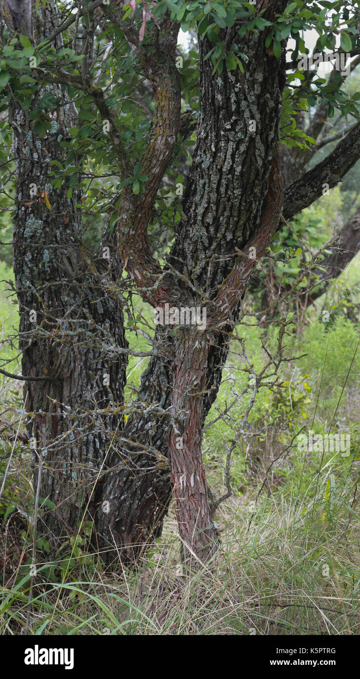Thin trunk hi-res stock photography and images - Alamy