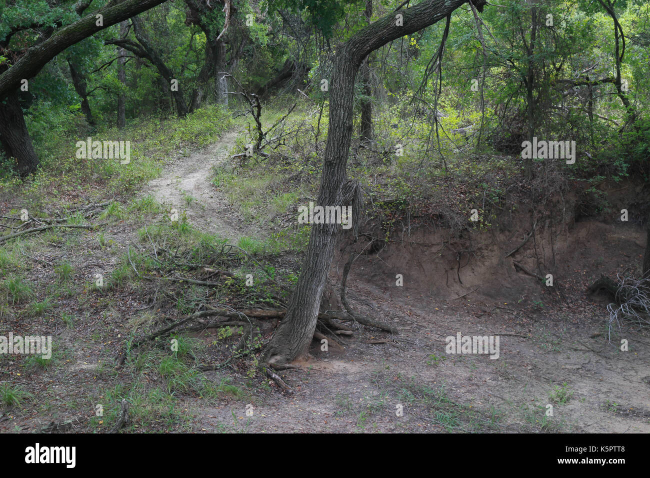 Dirt Path Through the Woods Stock Photo - Alamy