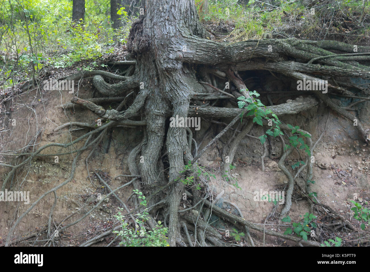 Tree root system hi-res stock photography and images - Alamy