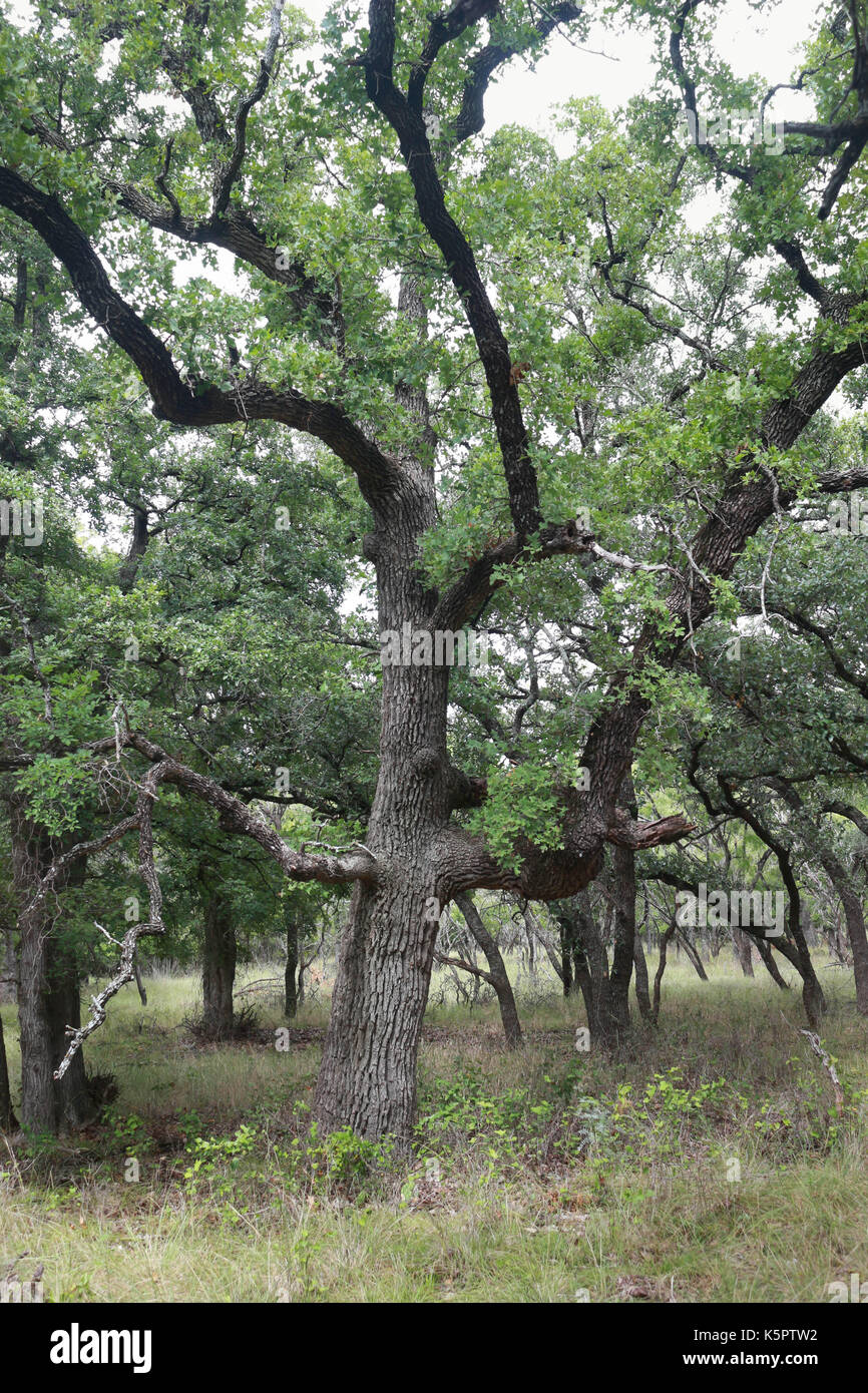 Curvy Tree Trun Stock Photo - Alamy