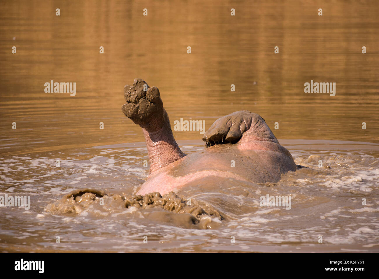 Hippo and water hole hi-res stock photography and images - Alamy