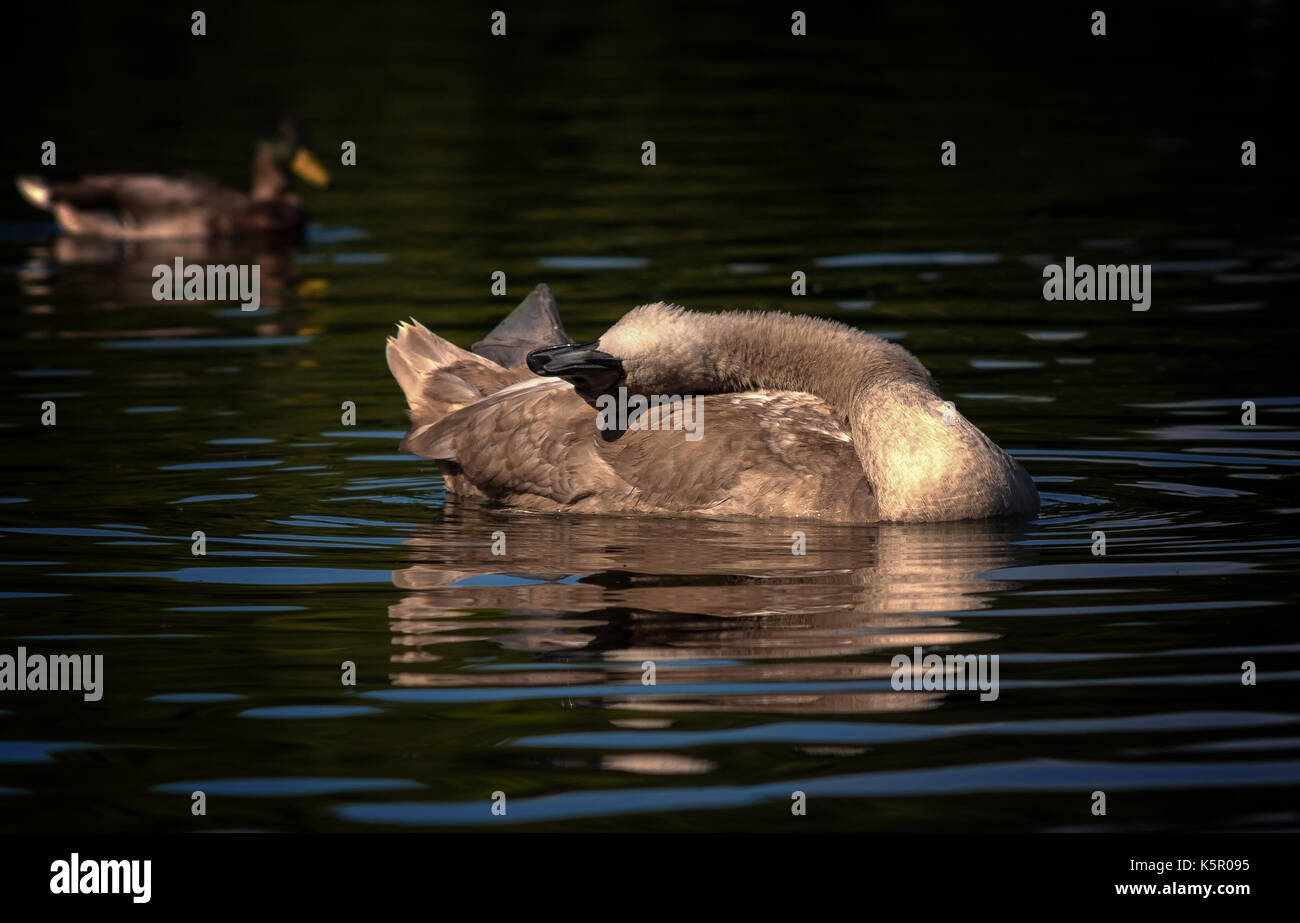 Humour sunbathing hi-res stock photography and images - Alamy