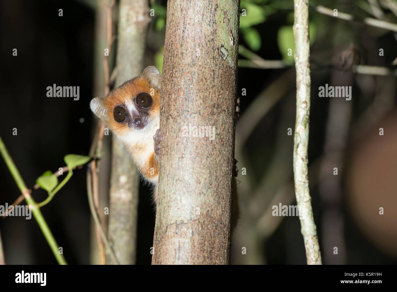 Mouse lemur, Manafiafy Beach and Rainforest Lodge, Sainte Luce Bay ...