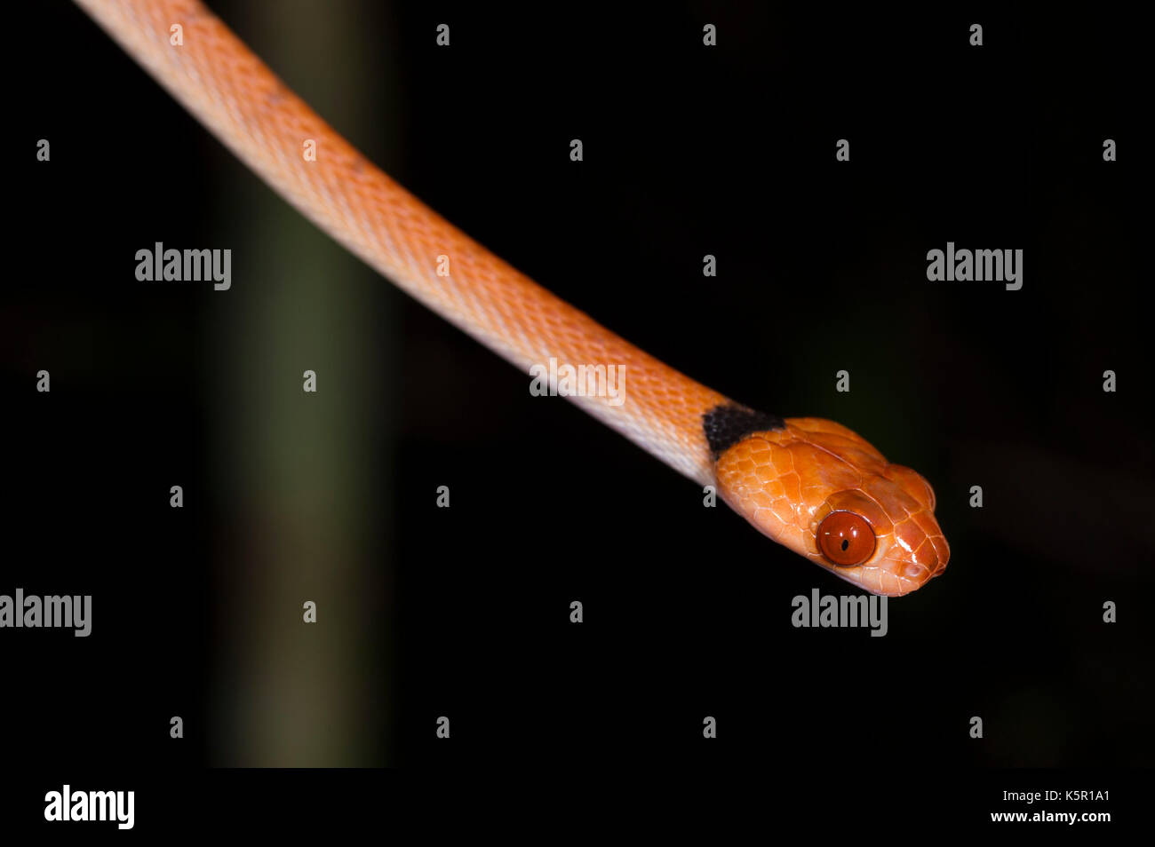 Rainforest animal snake hi-res stock photography and images - Alamy