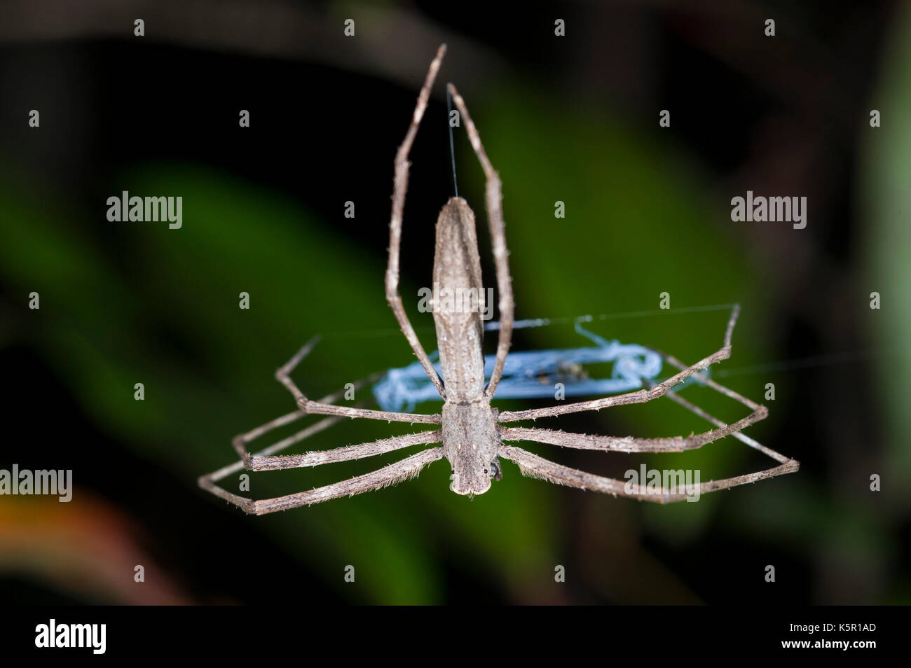 Net-casting spider with web held between legs to catch prey, Manafiafy ...
