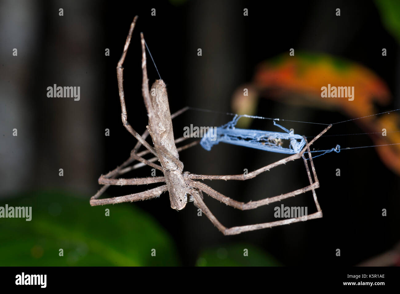 Net-casting spider with web held between legs to catch prey, Manafiafy ...