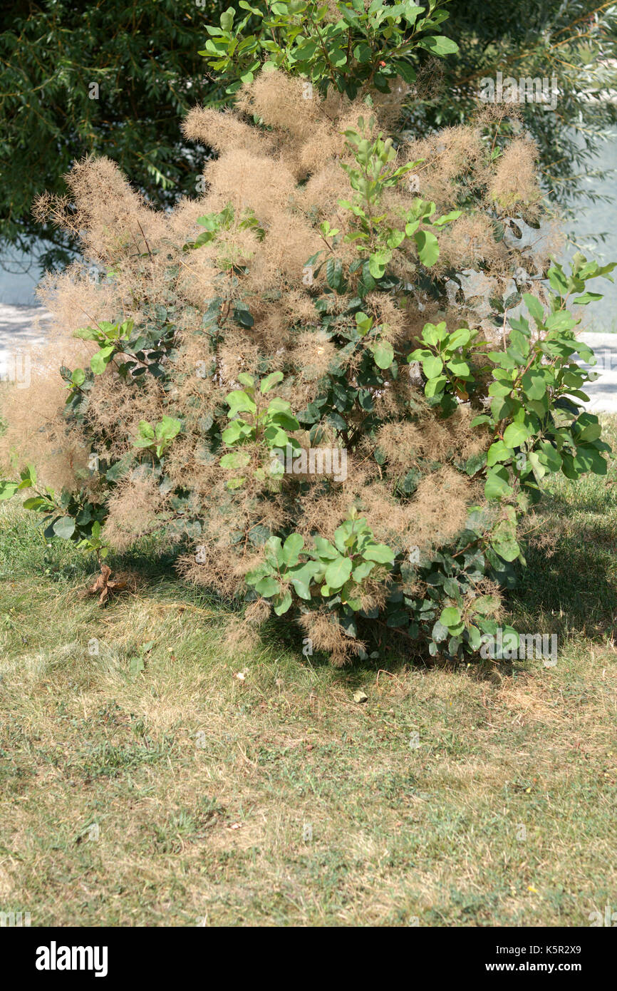fluffy tree at dry sunny day Stock Photo - Alamy