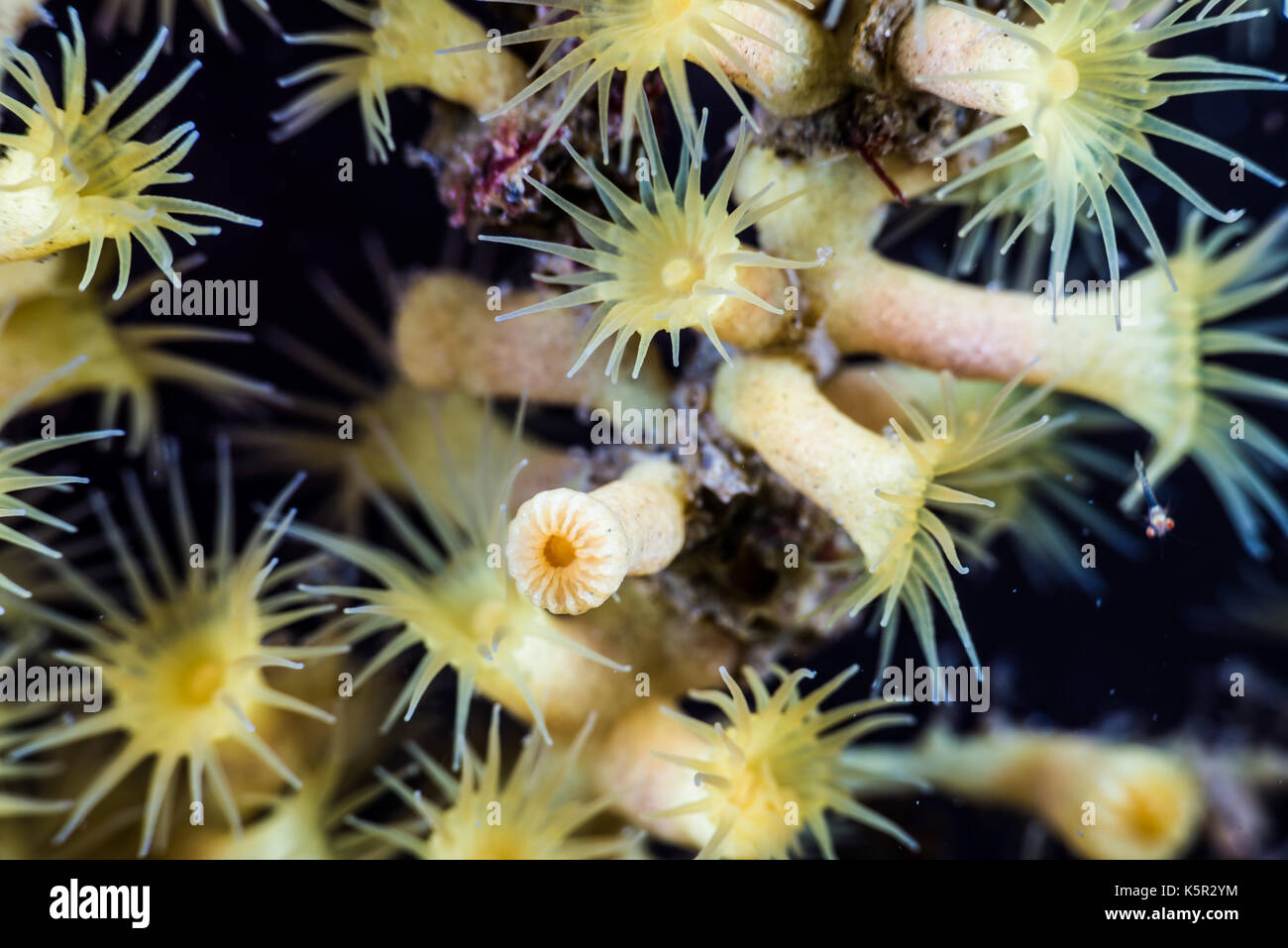 Colonial anemone (Parazoanthus gracilis) wrapping up blanches of ...