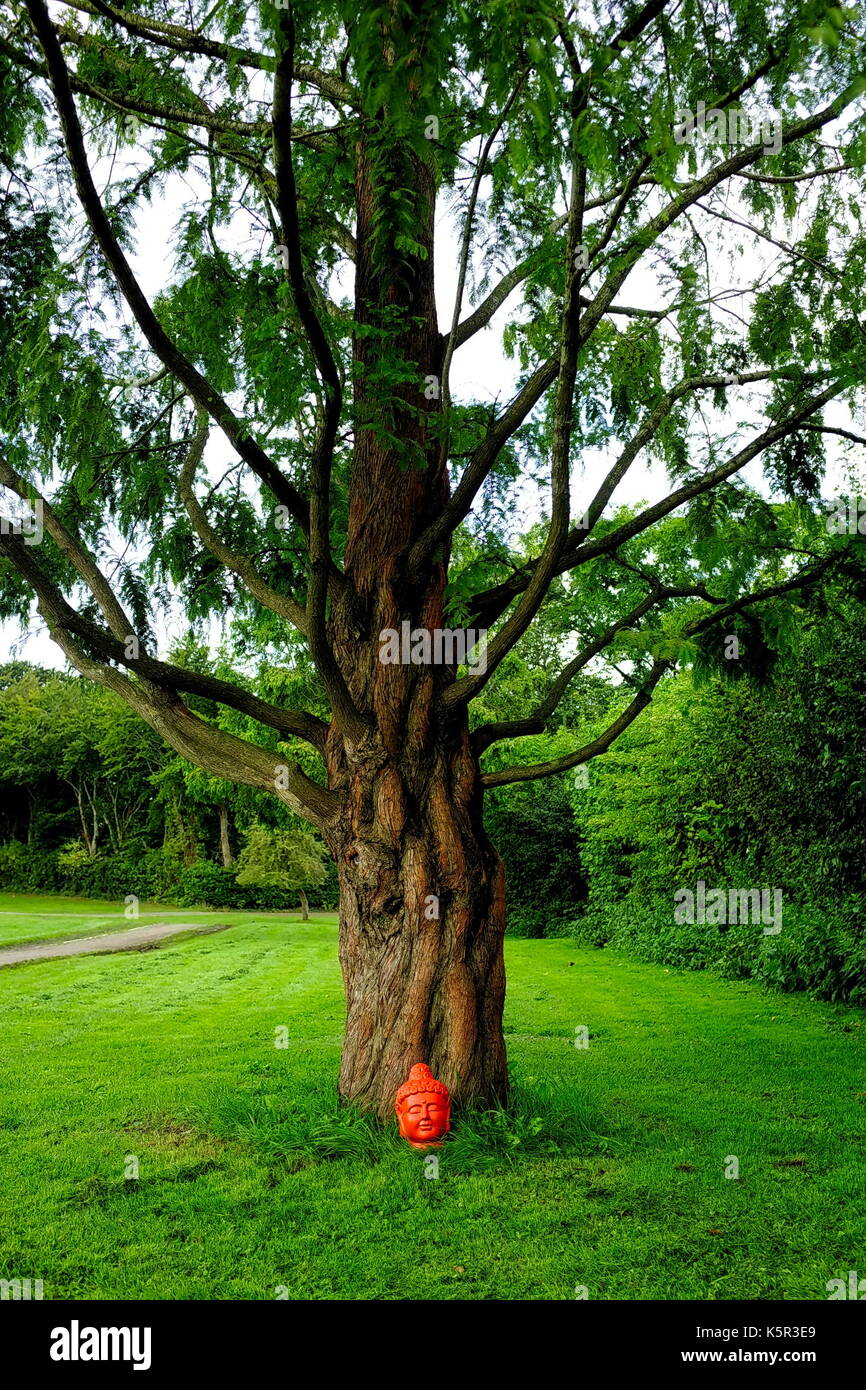 Buddha before tree Stock Photo - Alamy