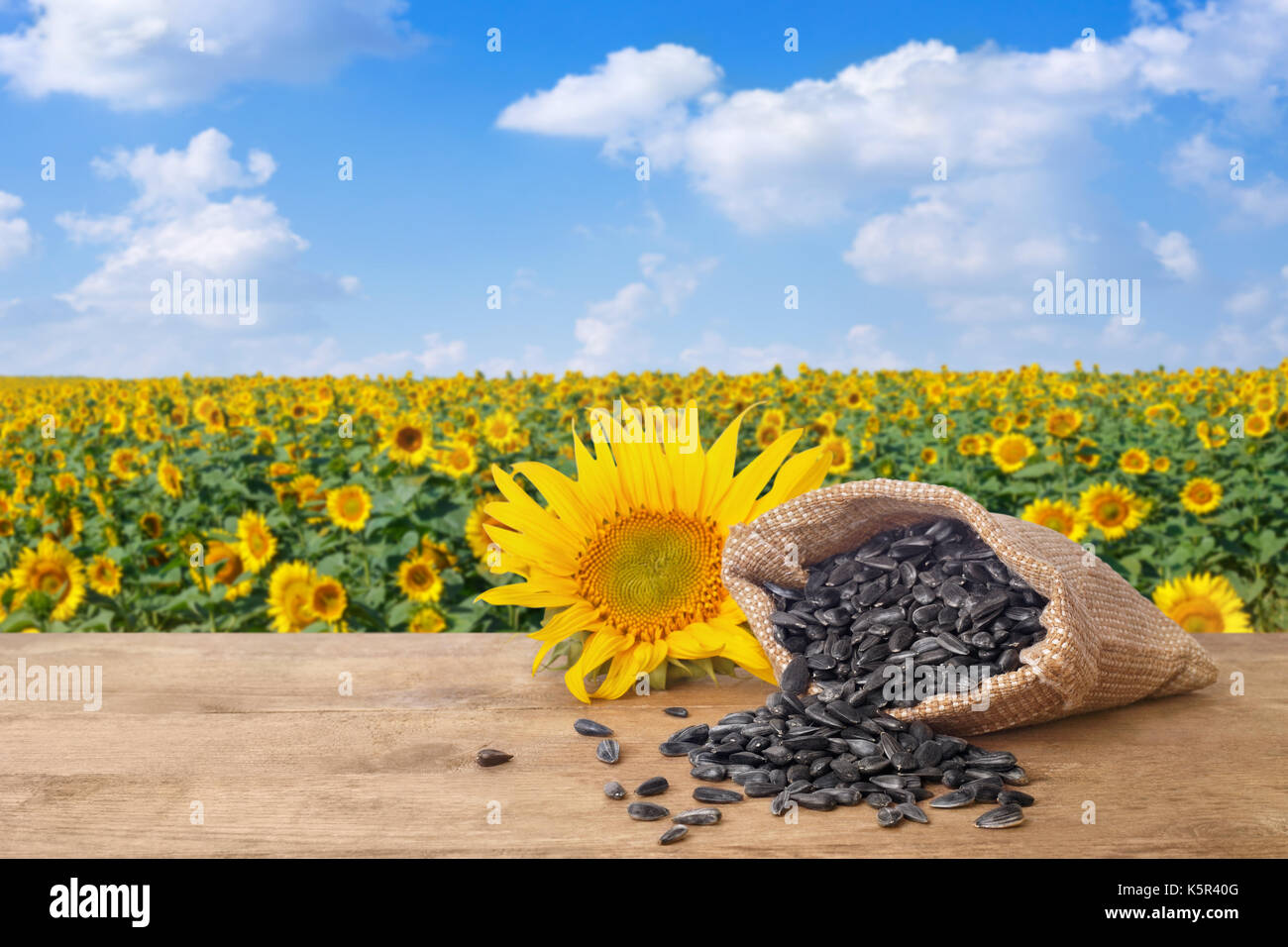 sunflower seeds and field Stock Photo - Alamy