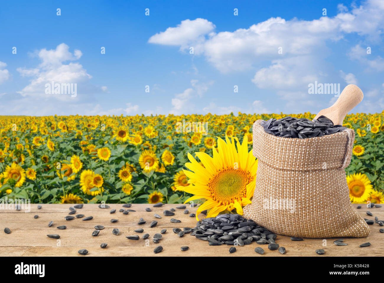 sunflower seeds and field Stock Photo - Alamy