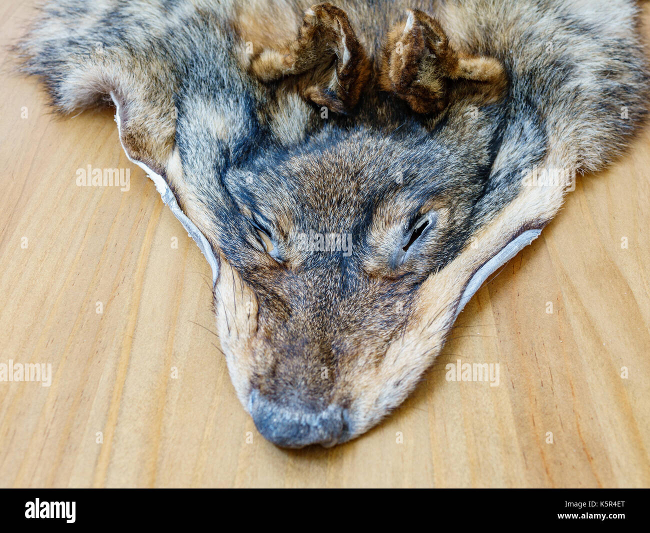 wolf skin over table, canis lupus signatus Stock Photo - Alamy