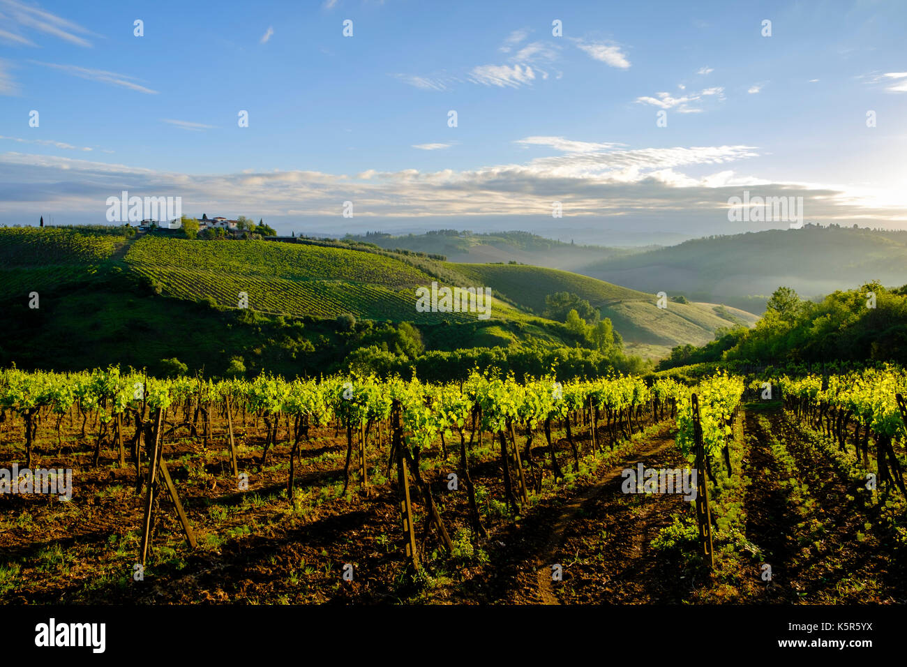 Typical tuscanian landscape with a farmhouse on a hill, vineyards and ...