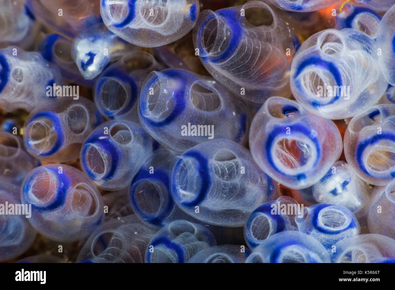 Colony of Clavelina sp. closeup Stock Photo - Alamy