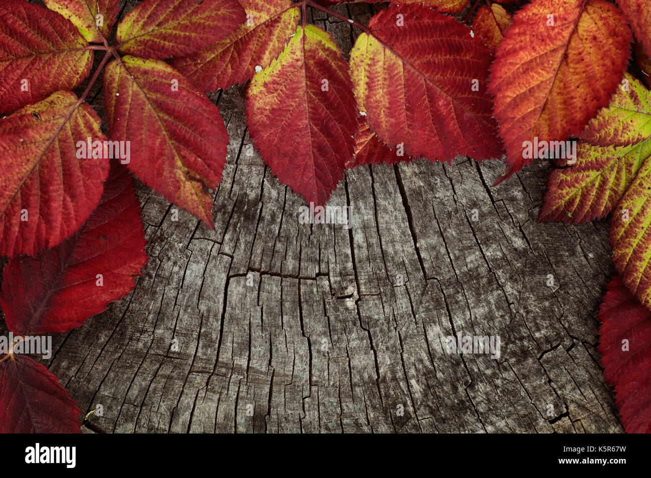 Autumn forest background. Fall red leaves on tree bark. Nature ...