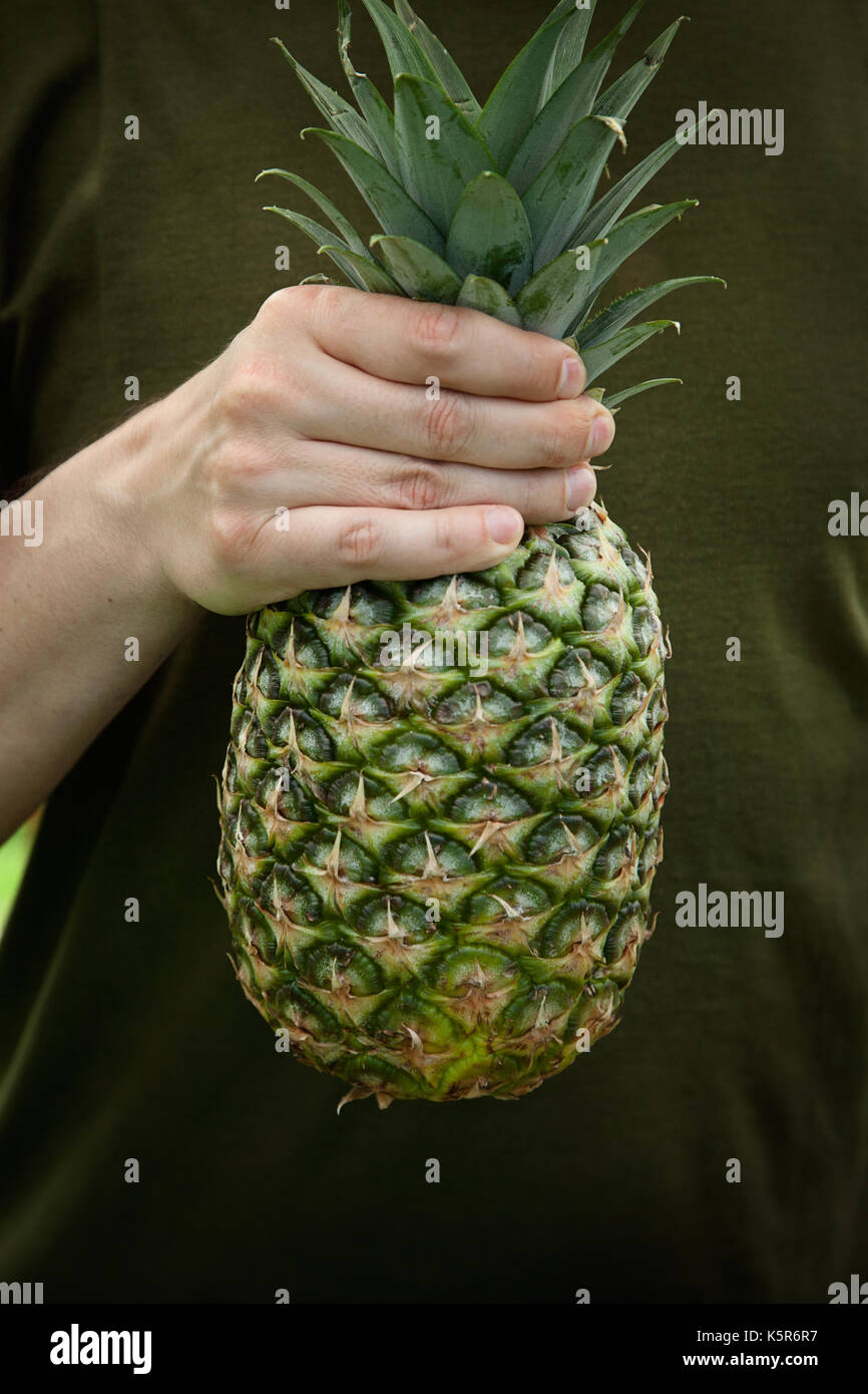 Fresh pineapple fruit. Pineapple in man's hand. Tropical fruit Stock ...