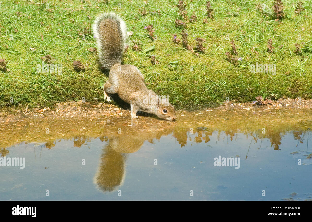 Indigenous species hi-res stock photography and images - Alamy