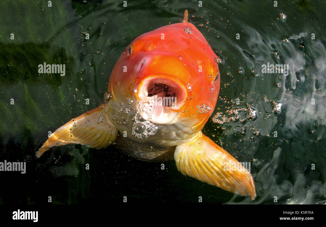 Carp open mouth hi-res stock photography and images - Alamy