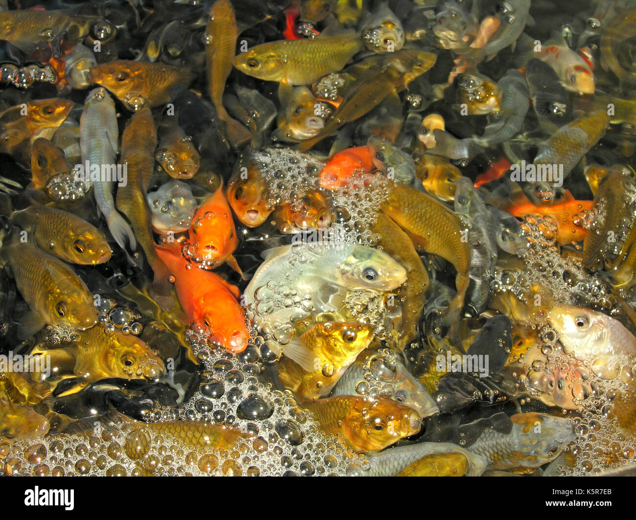 Koi carp pond hi-res stock photography and images - Alamy