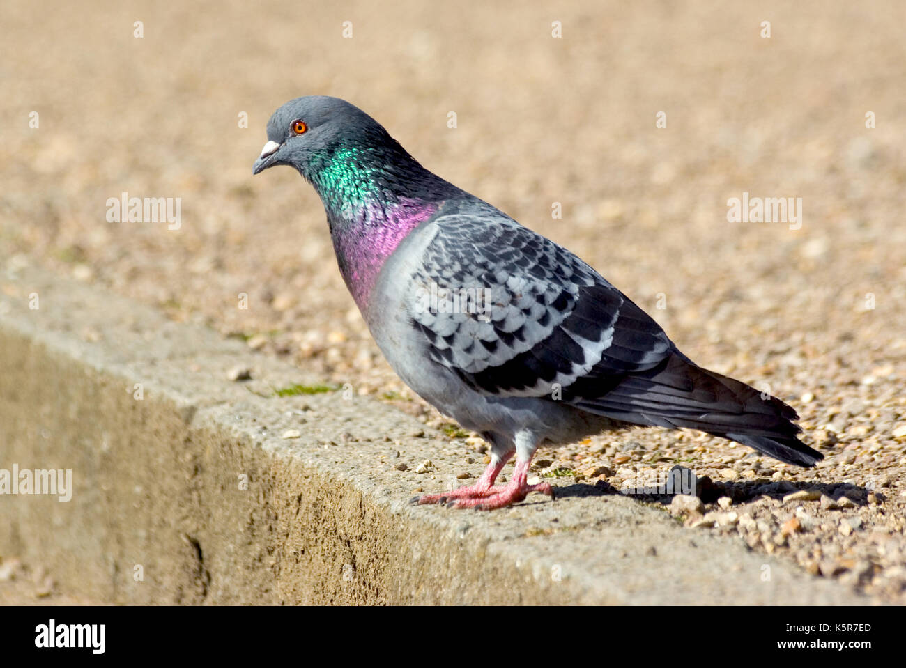 Pigeon feathers hi-res stock photography and images - Alamy