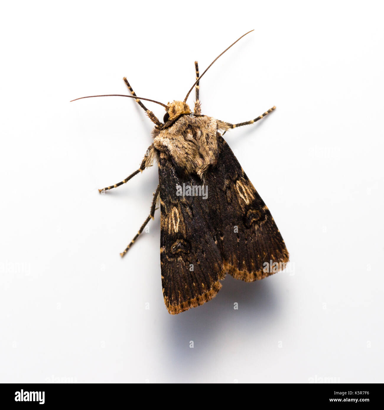 Shuttle shaped dart moth, Agrotis puta, on a white background Stock ...