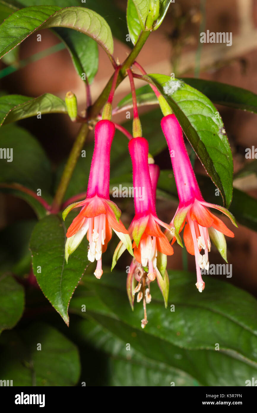 Tubular flowers hi-res stock photography and images - Alamy