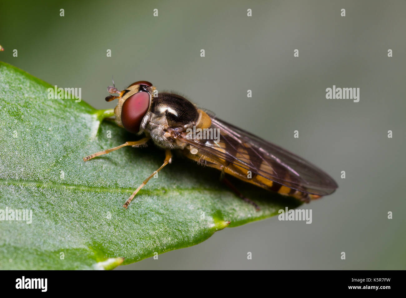 Meliscaeva auricollis hi-res stock photography and images - Alamy
