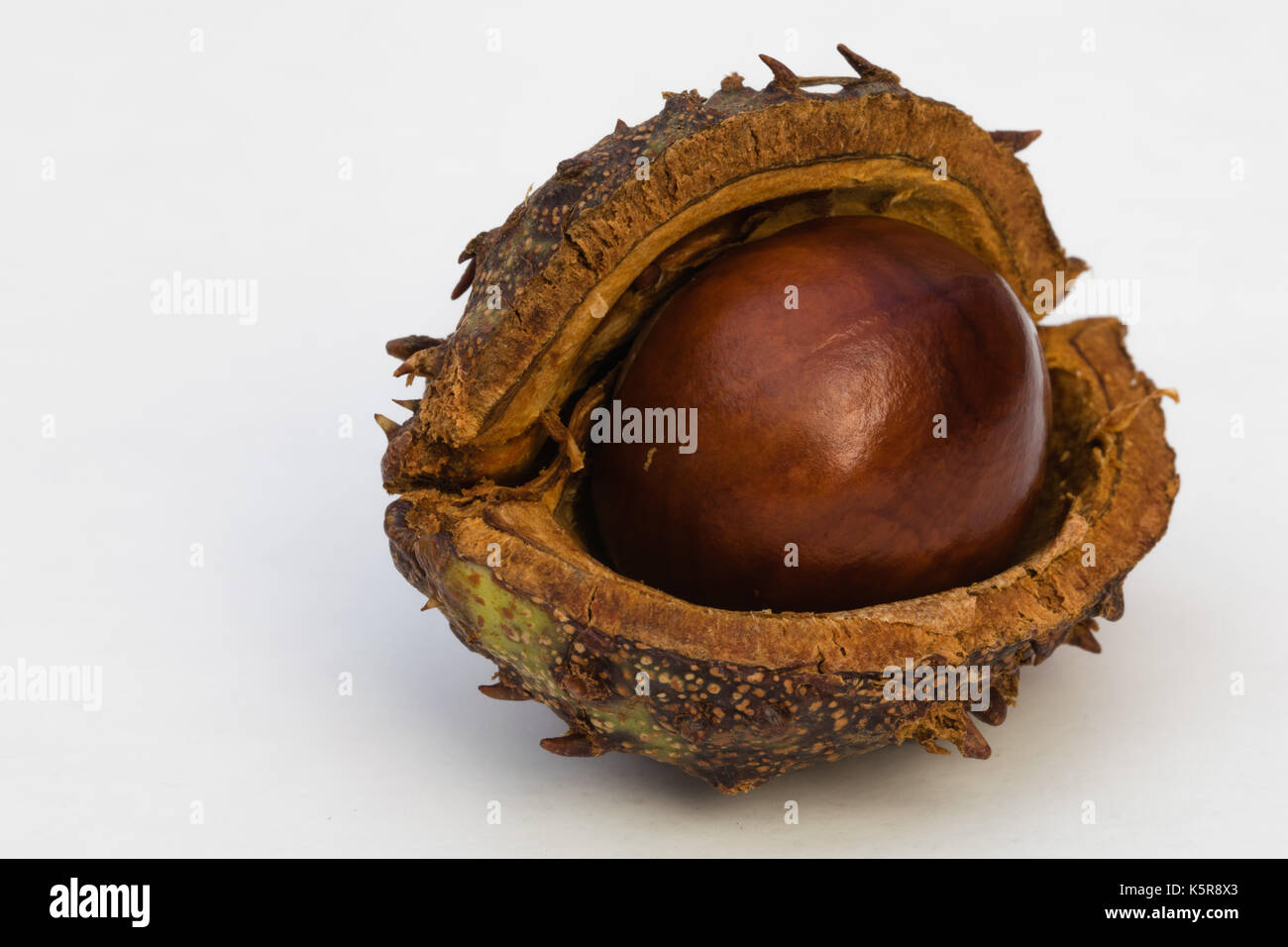 Conkers and the outer shell from the horse chestnut tree Stock Photo ...