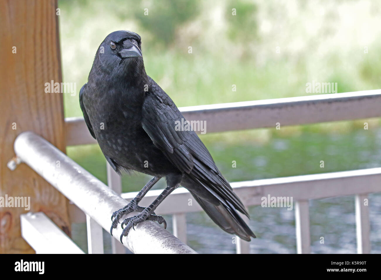Crow american crow florida hi-res stock photography and images - Alamy