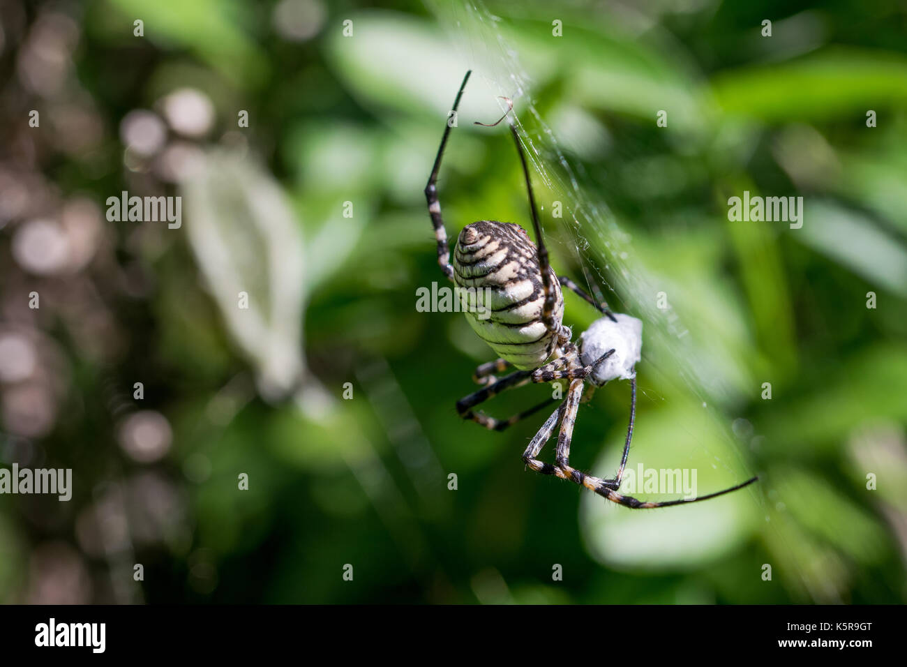 A Banded Argiope Spider (Argiope trifasciata) on its web about to eat ...