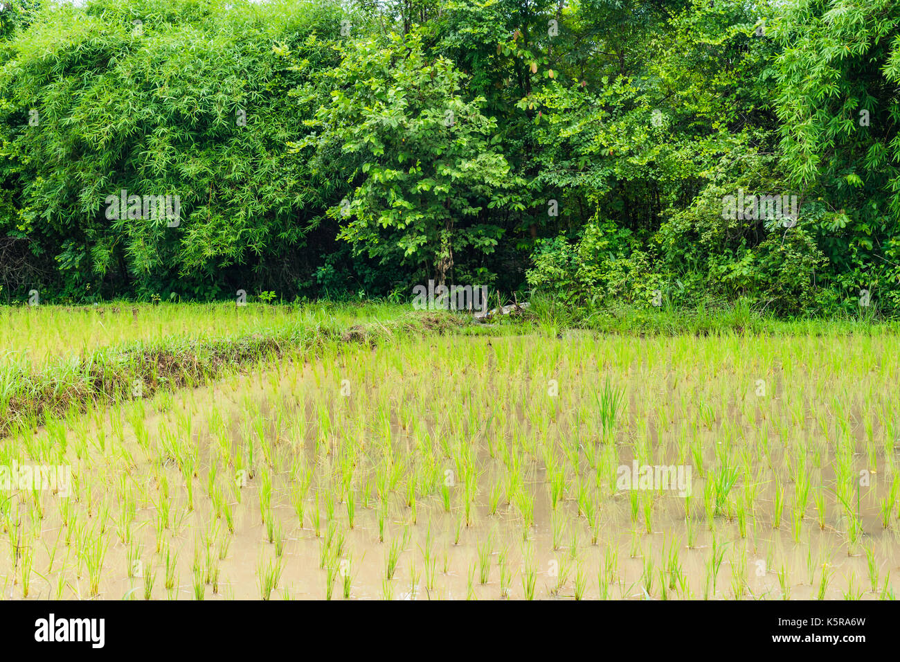 Thai farm Rice Field in Thailand, Rice field of green grass landscape ...