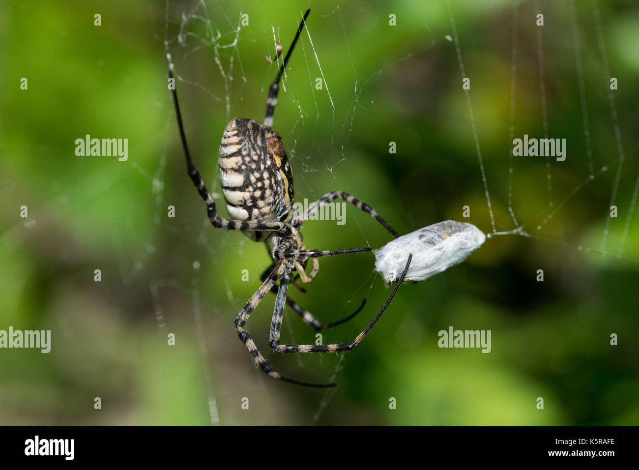 Black white spider yellow banded hi-res stock photography and images ...