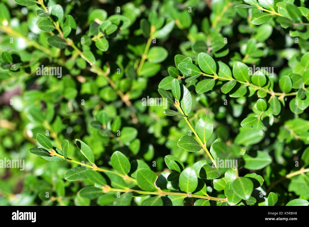 Buxus leaves hi-res stock photography and images - Alamy