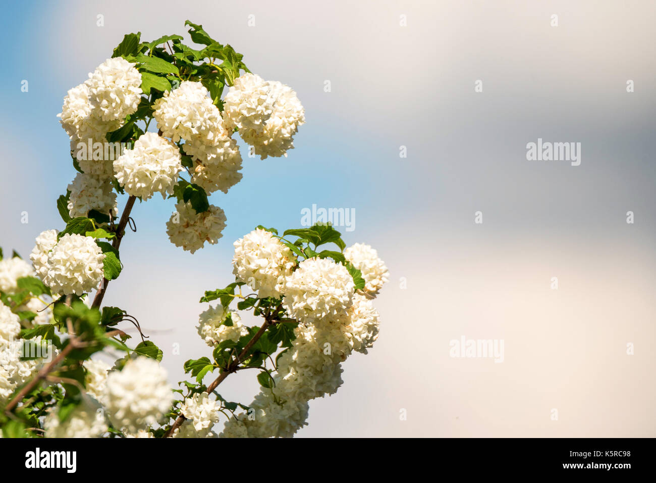 Guelder rose viburnum viburnum opulus roseum hi-res stock photography ...