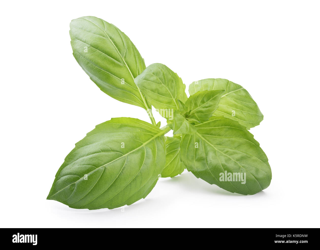 Close up of a perfect holy basil isolated on white background in full ...