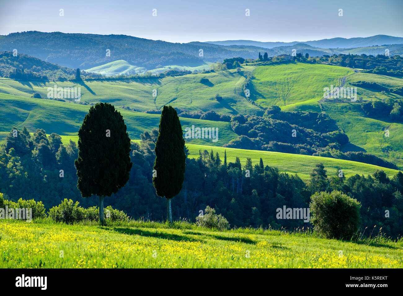 Typical tuscanian landscape with green hills, cypresses, bushes and ...