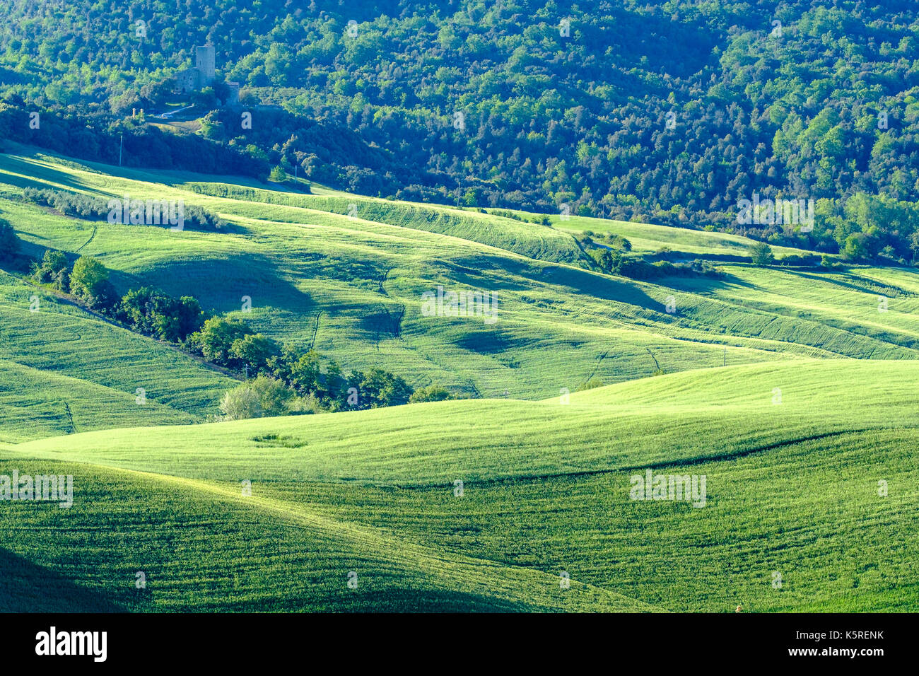 Typical tuscanian landscape with green hills, bushes and trees in Val ...