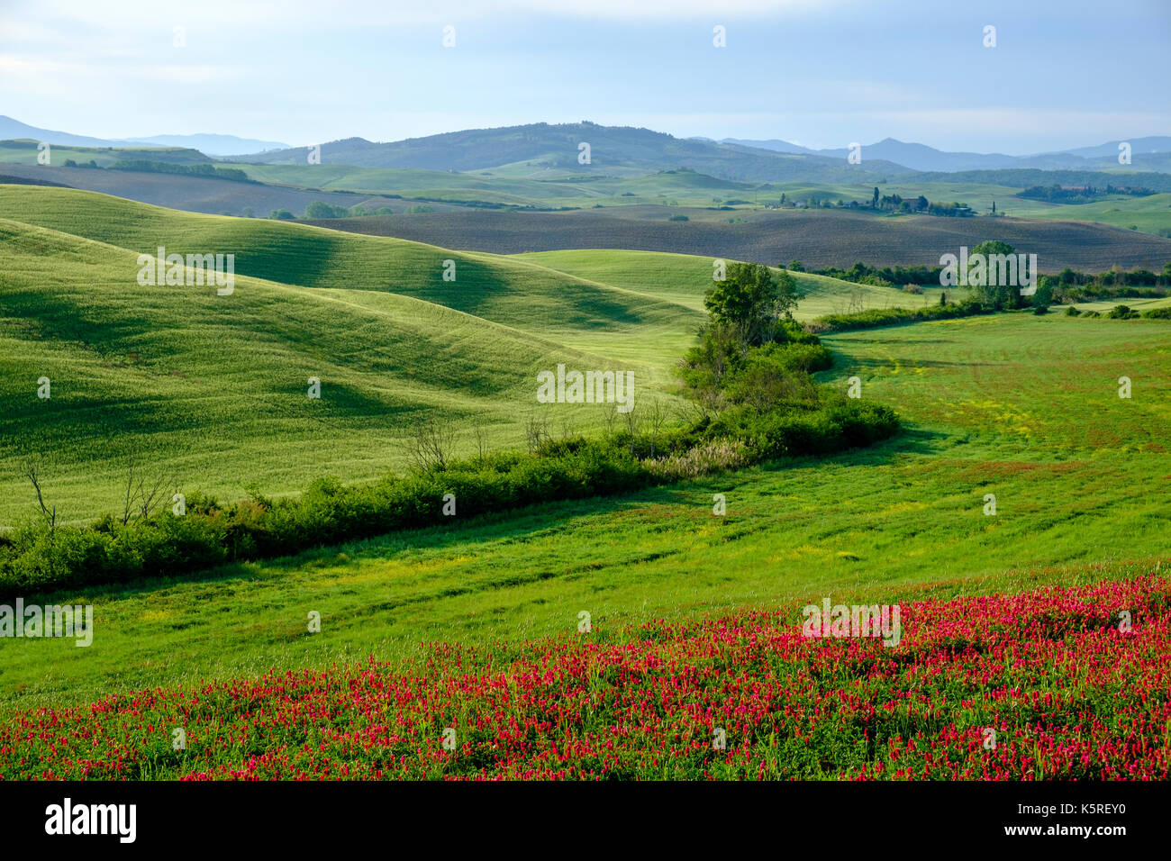 Typical rural fields and landscape in tuscany italy hi-res stock ...