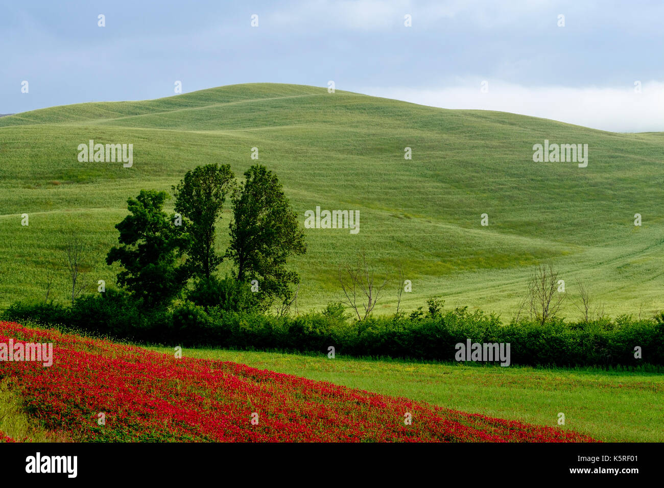 Typical tuscanian landscape with green hills, fields, bushes and red ...