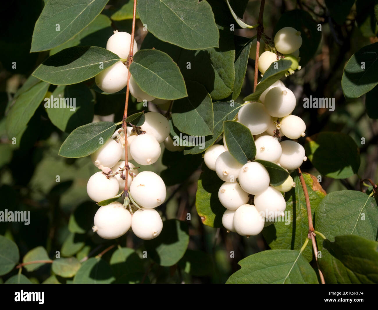 Common snowberry shrub Stock Photo - Alamy