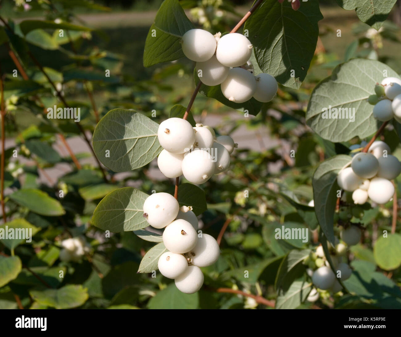 Common snowberry shrub Stock Photo - Alamy