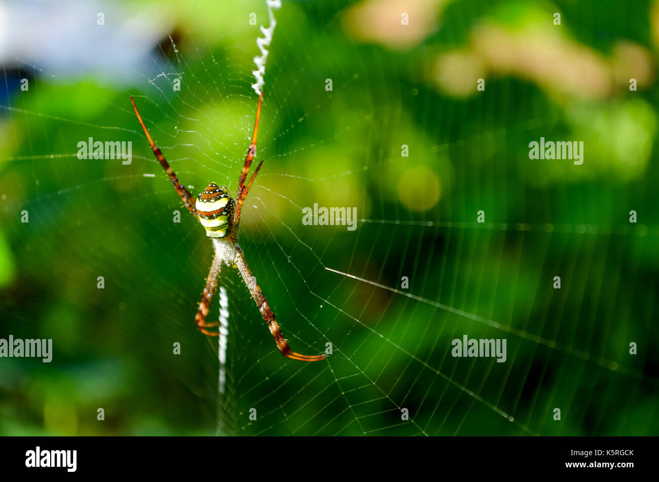 Colorful spider hi-res stock photography and images - Alamy