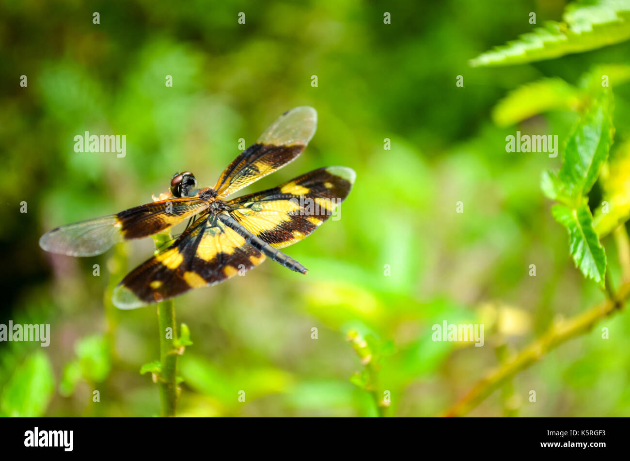 Black yellow dragonfly hi-res stock photography and images - Alamy