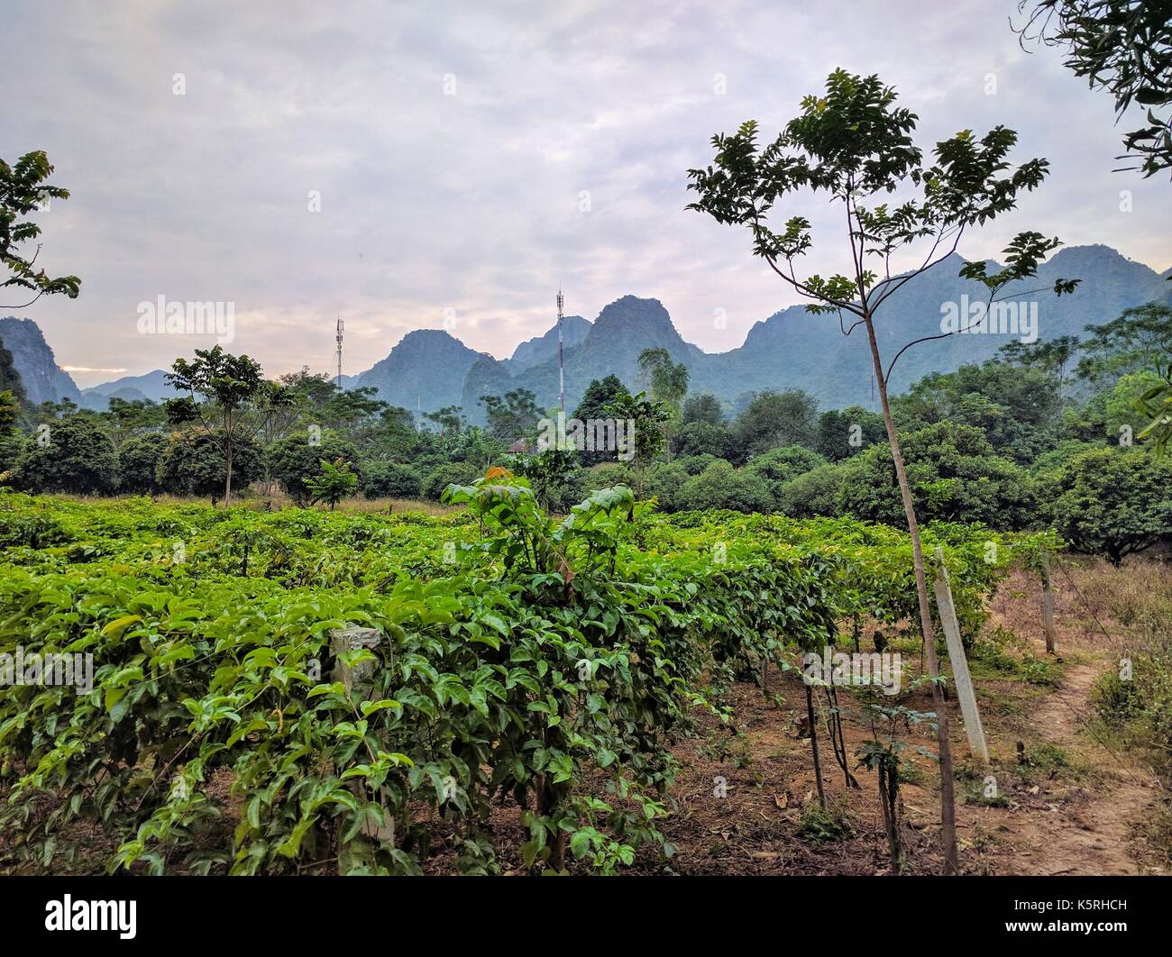 Cat ba hiking hi-res stock photography and images - Alamy