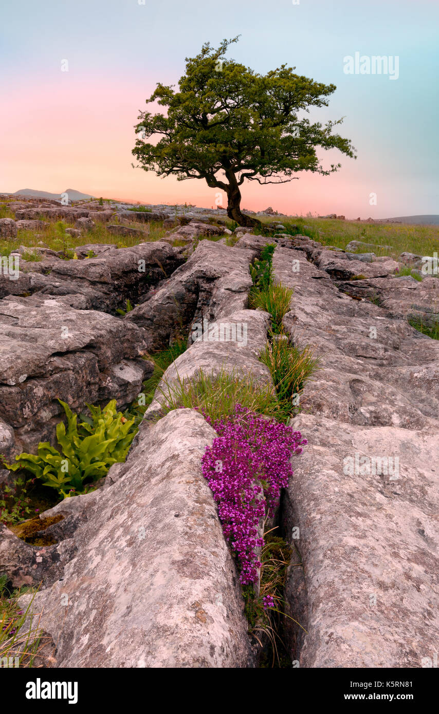Lone tree and Limestone pavement at Winskill Stones Nature Reserve ...