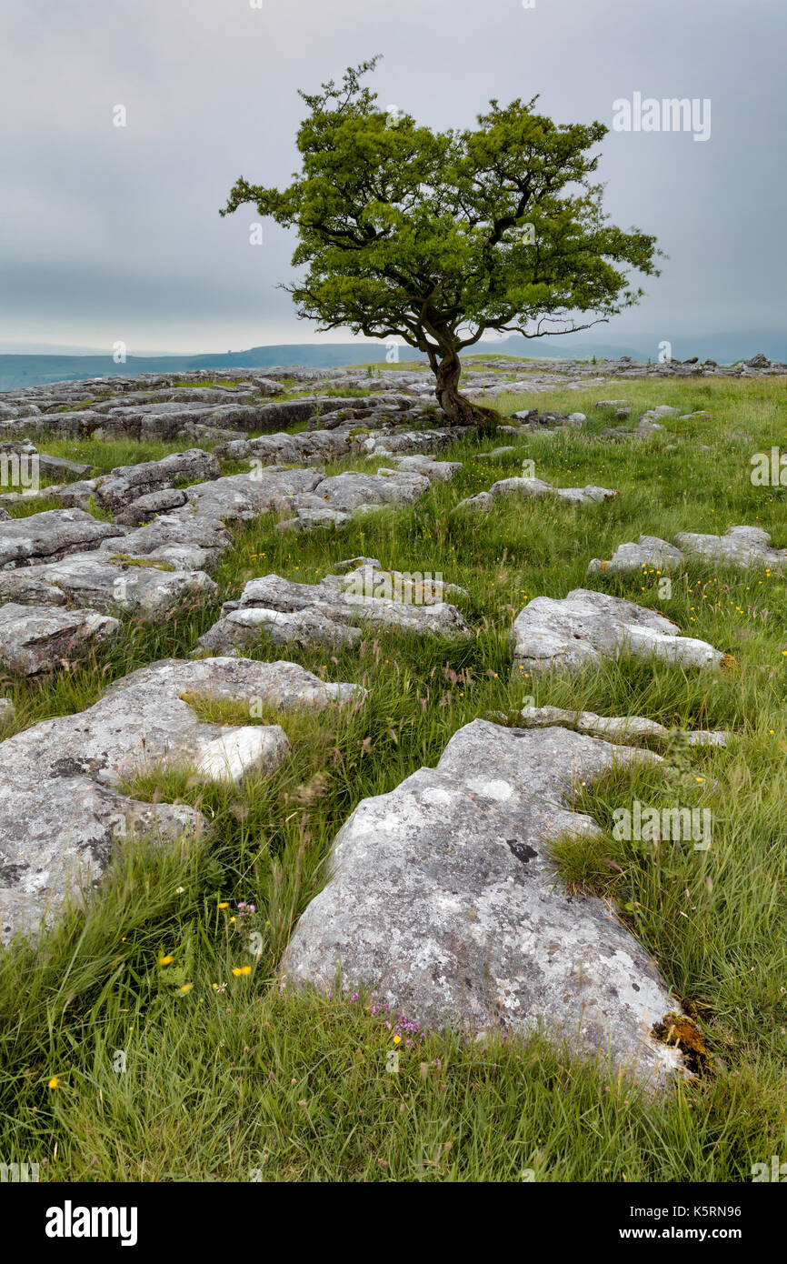 Winskill stones nature reserve hi-res stock photography and images - Alamy