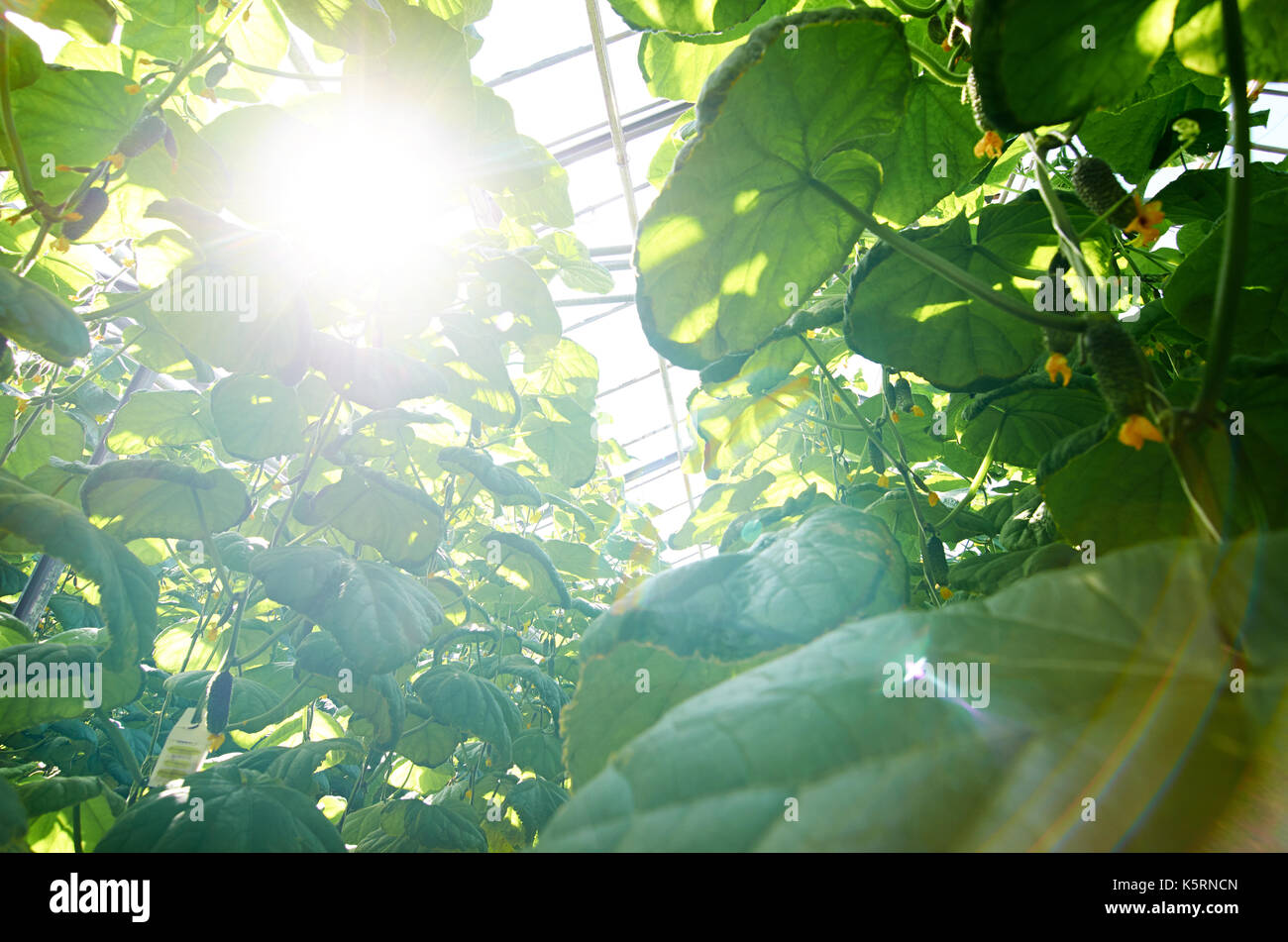 Inside greenhouse hi-res stock photography and images - Alamy