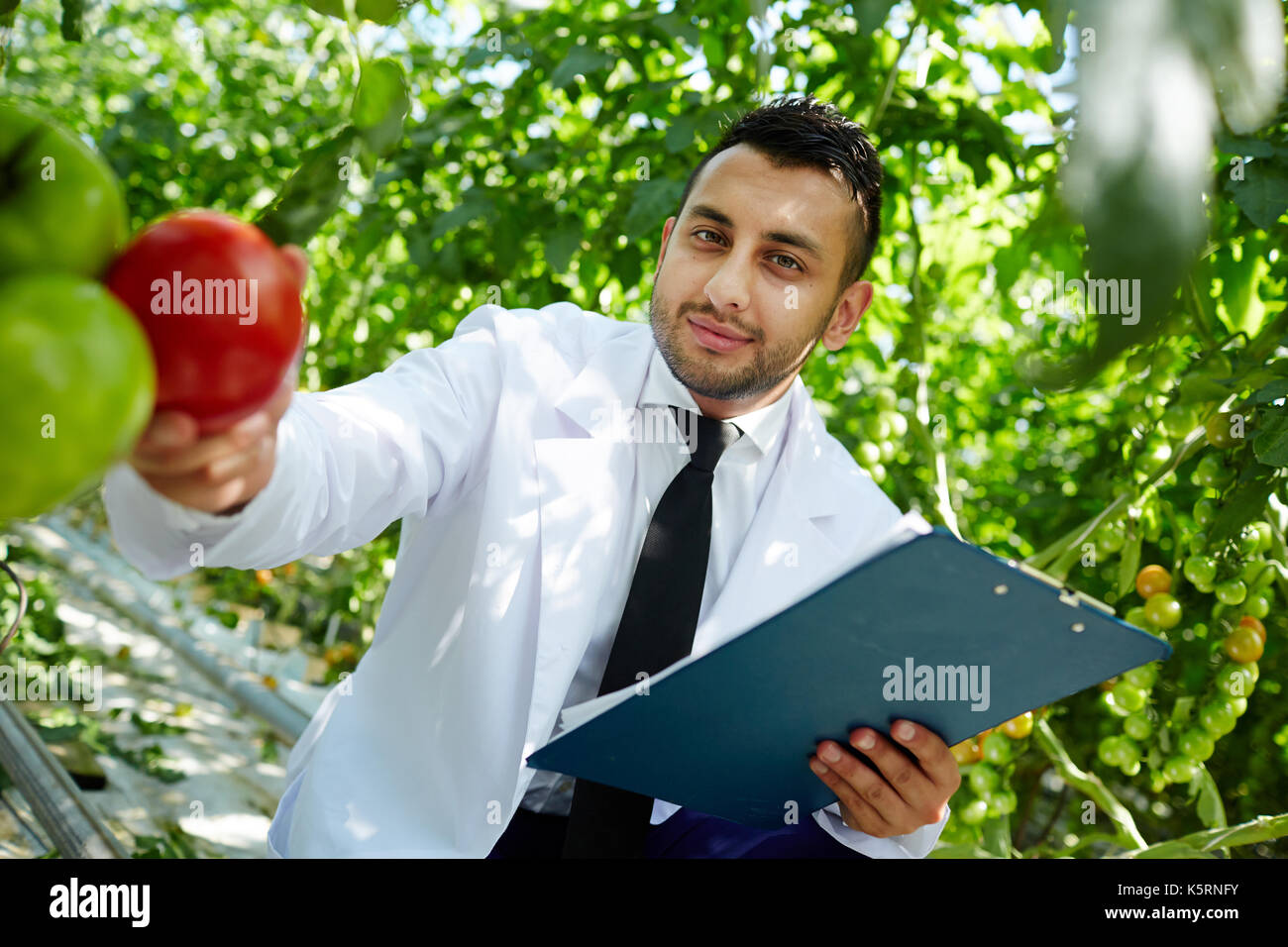 Checking Quality of Tomatoes Stock Photo - Alamy