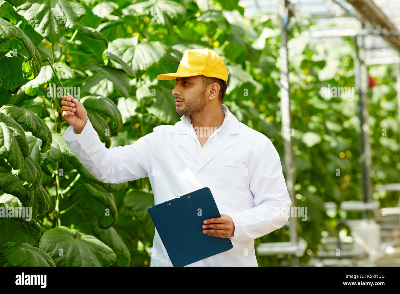 Greenhouse Worker with Clipboard Stock Photo - Alamy